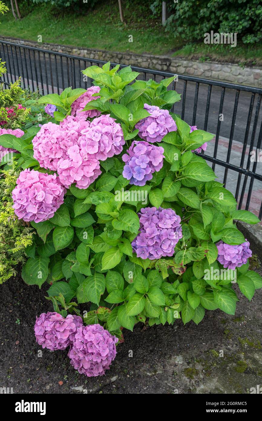 Large-leaved hydrangea, a lush shrub with large pink inflorescences ...