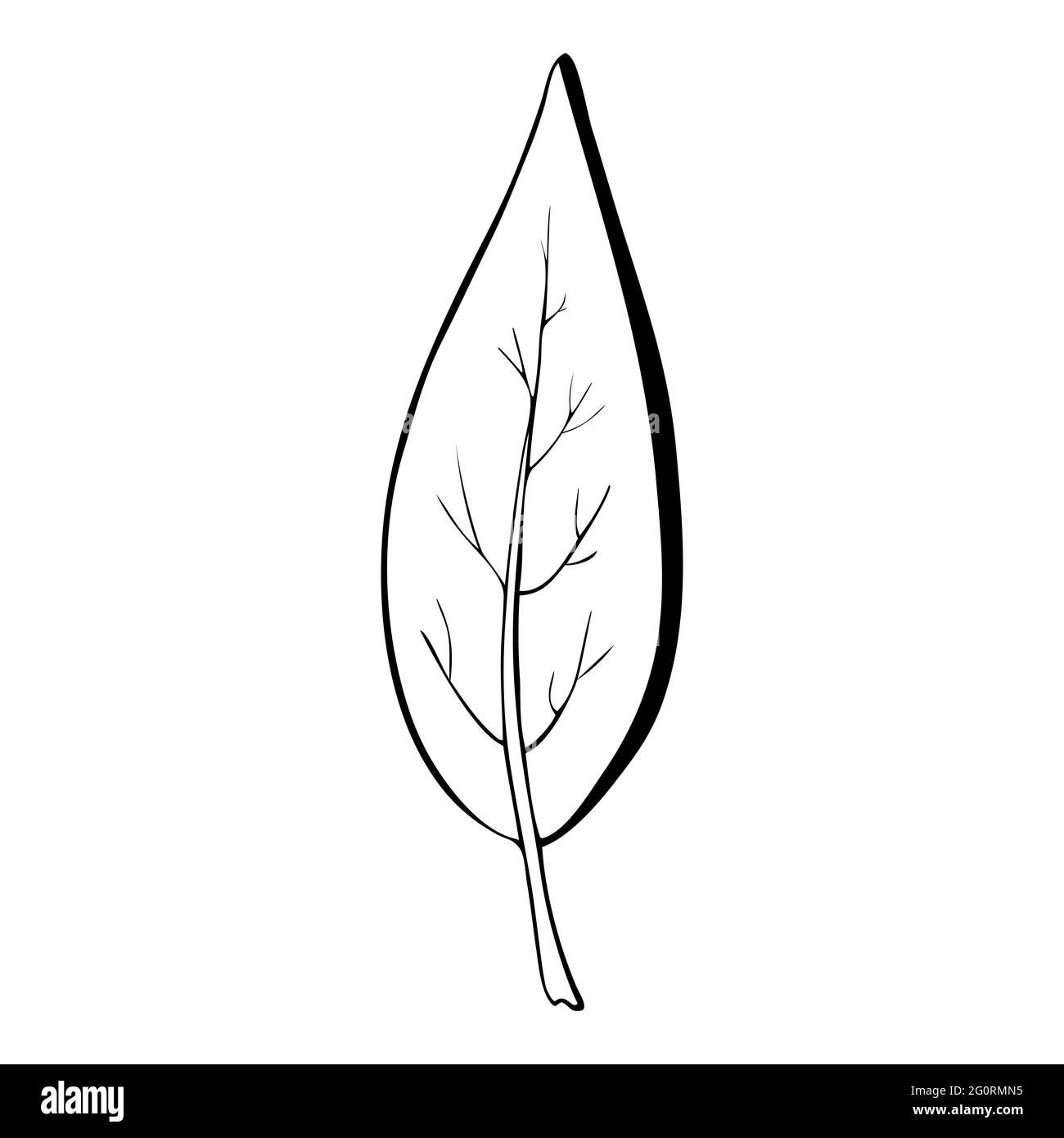 Ecology leaf concept. Isolated on white background. Vector botanical ...