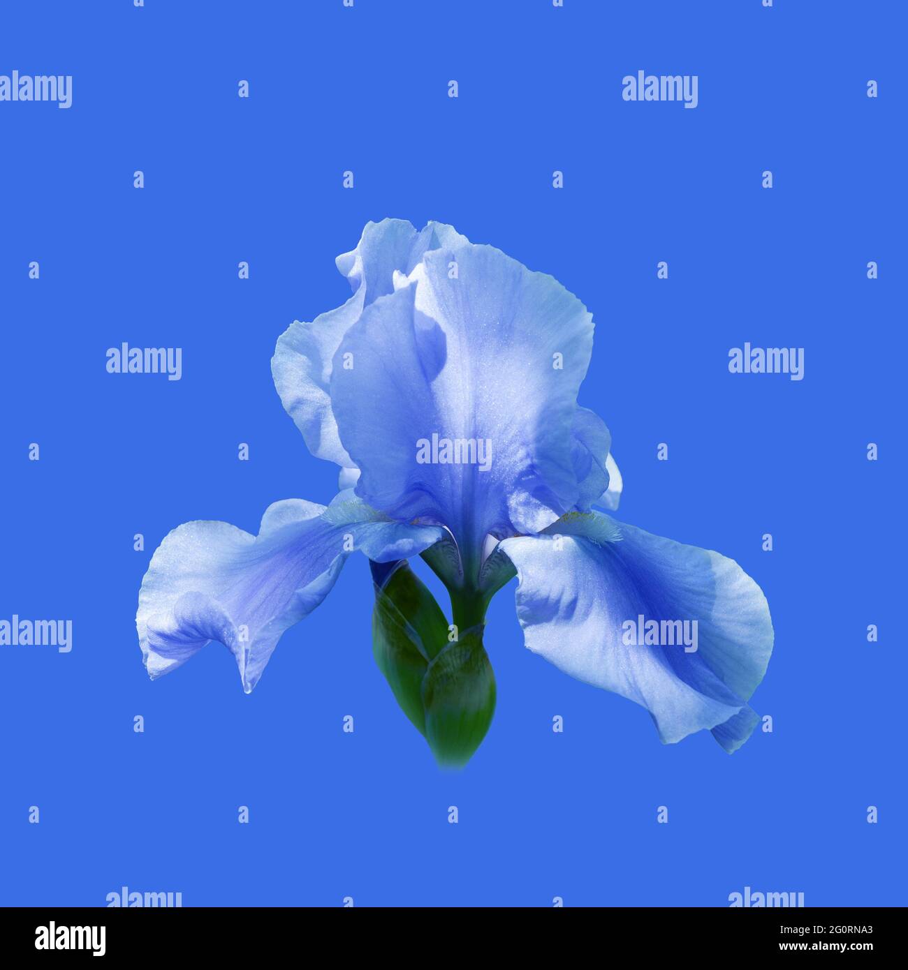 Blue iris flower hi-res stock photography and images - Alamy