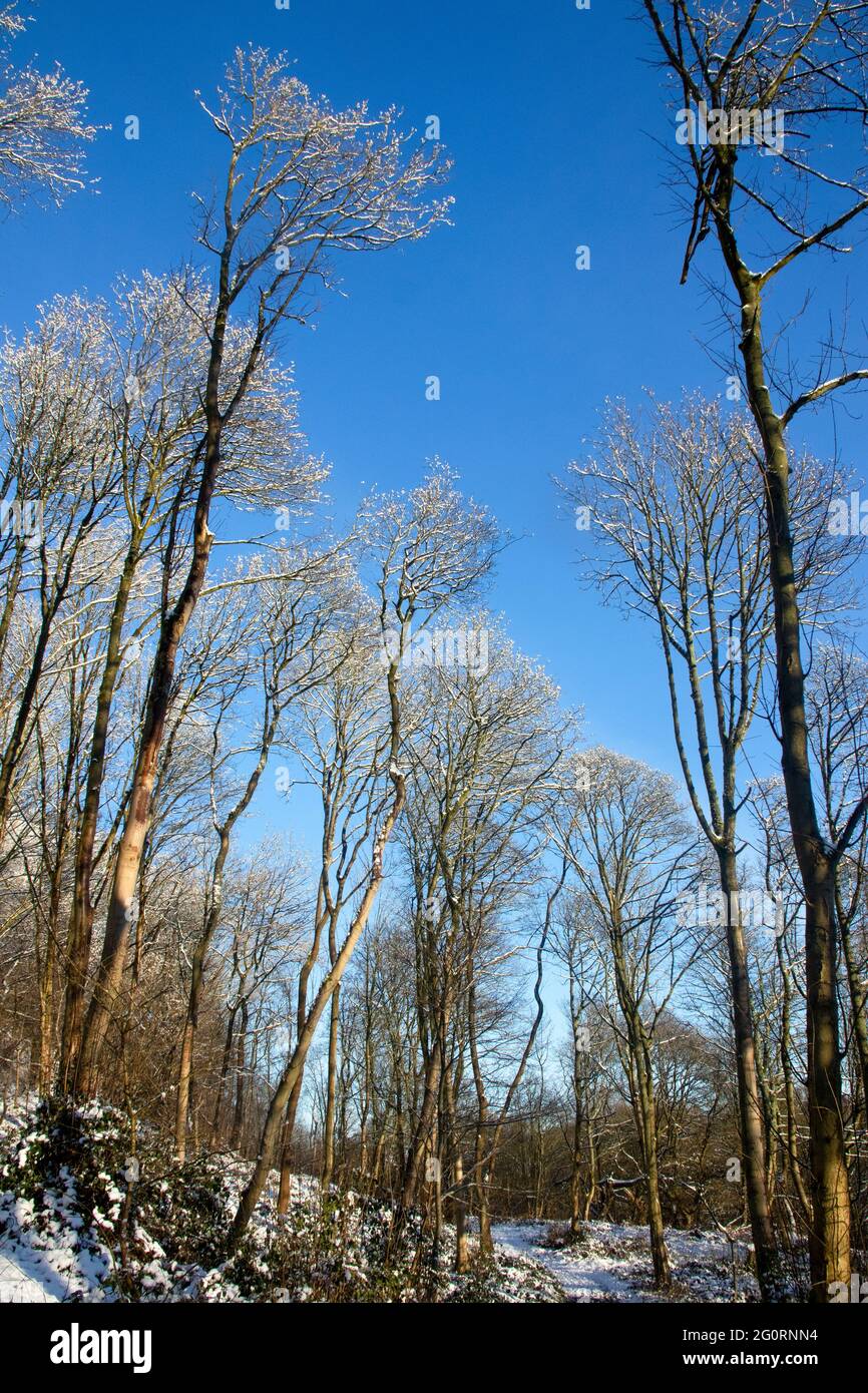 Snow-covered winter scene Stock Photo - Alamy