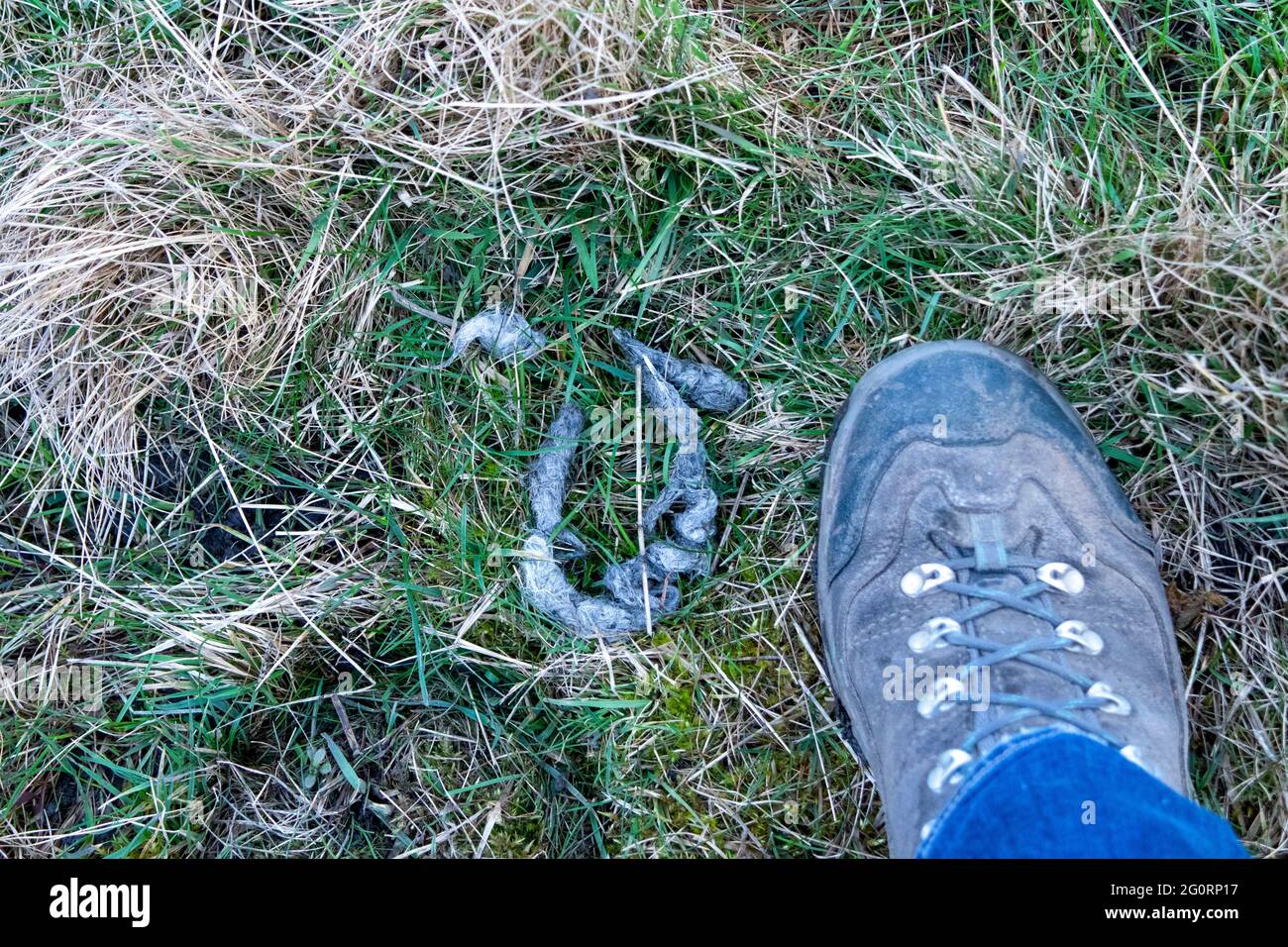 Fox poo faeces hi-res stock photography and images - Alamy