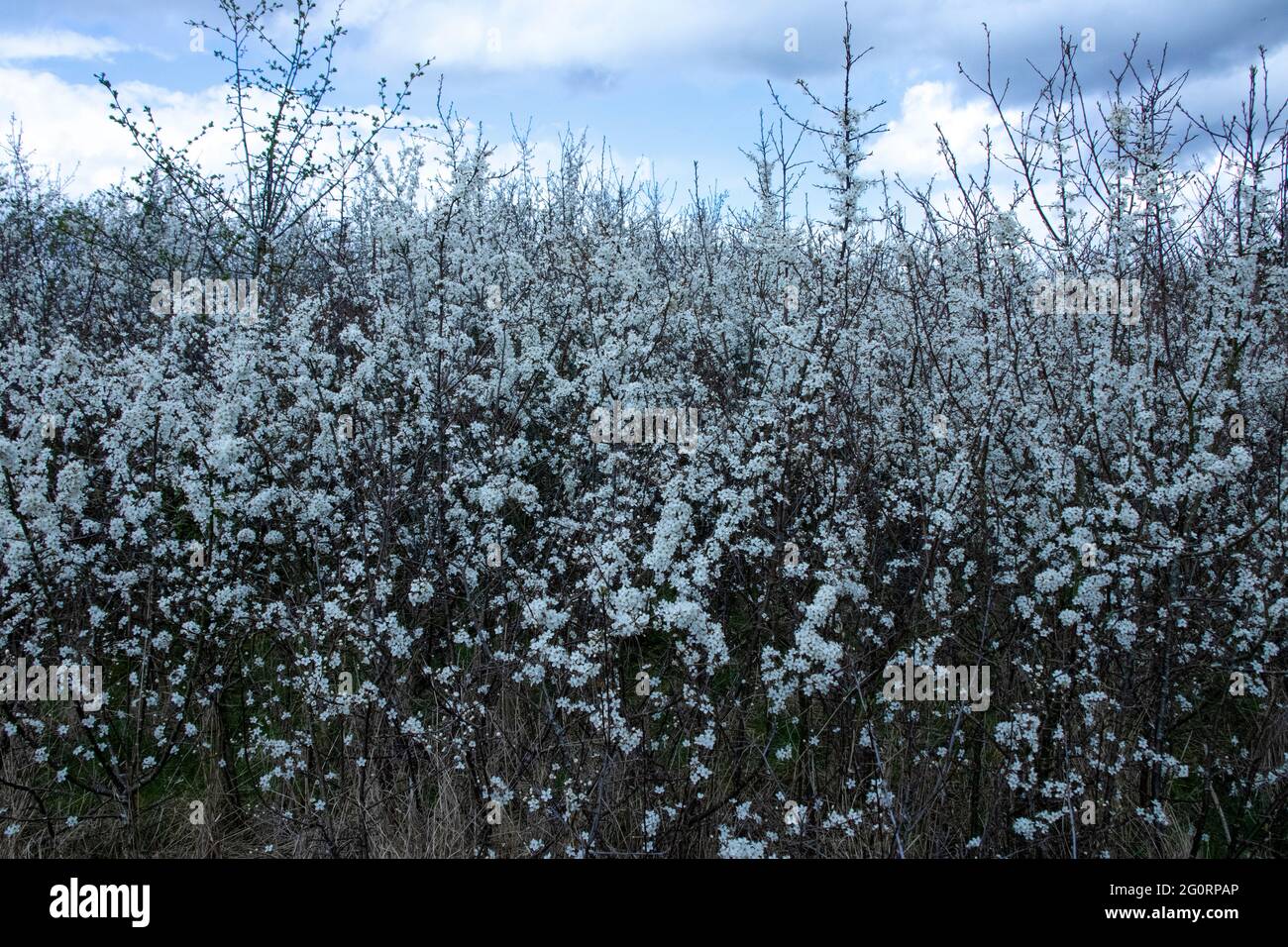 Blackthorn hedge hi-res stock photography and images - Alamy