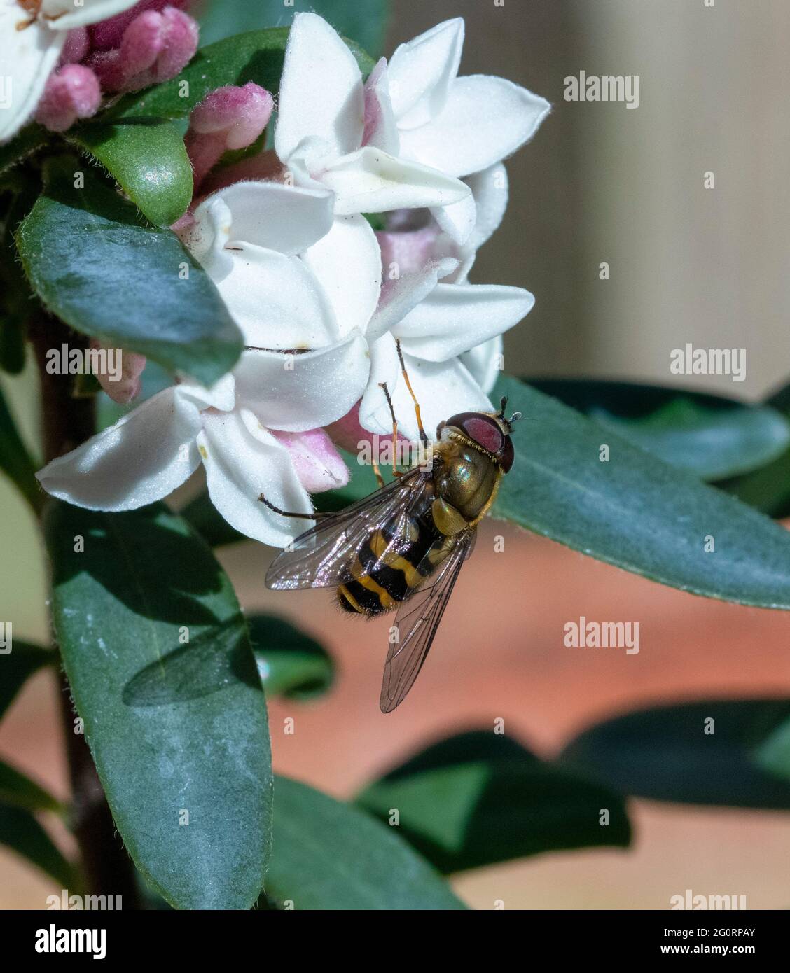 Daphne flower hi-res stock photography and images - Alamy