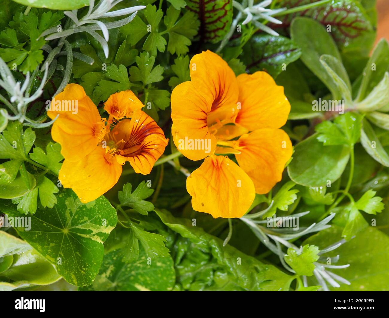 Pretty yellow edible Nasturtium flowers in a homegrown green garden ...