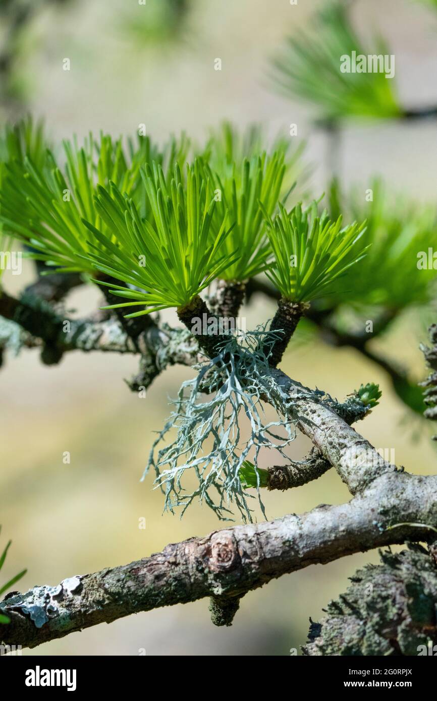 England new growth hi-res stock photography and images - Alamy