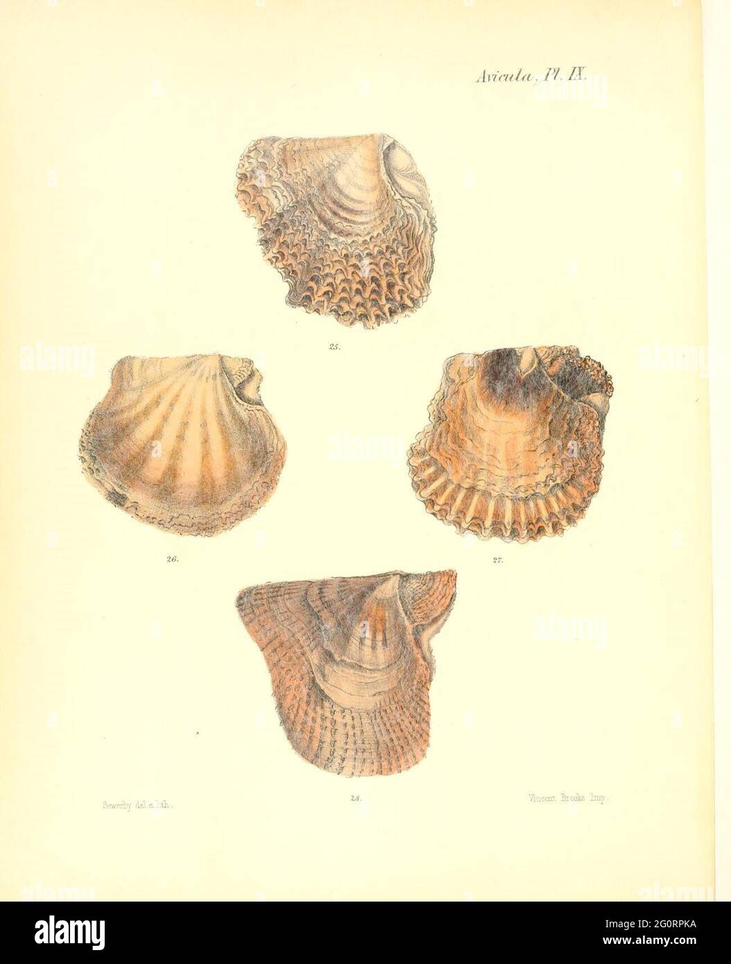 Illustrations object drawing shell seashell hi-res stock photography ...
