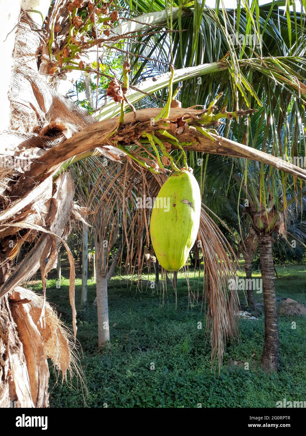 Vertical shot of a green unripe coconut fruit on the tree Stock Photo ...