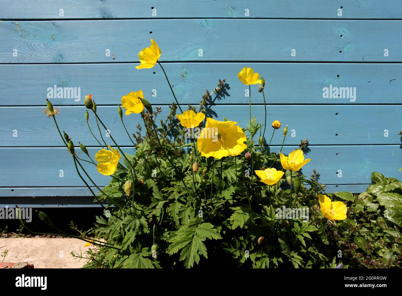 Welsh Poppies (Papaver Cambricum) in front of a blue shed in sunlight ...