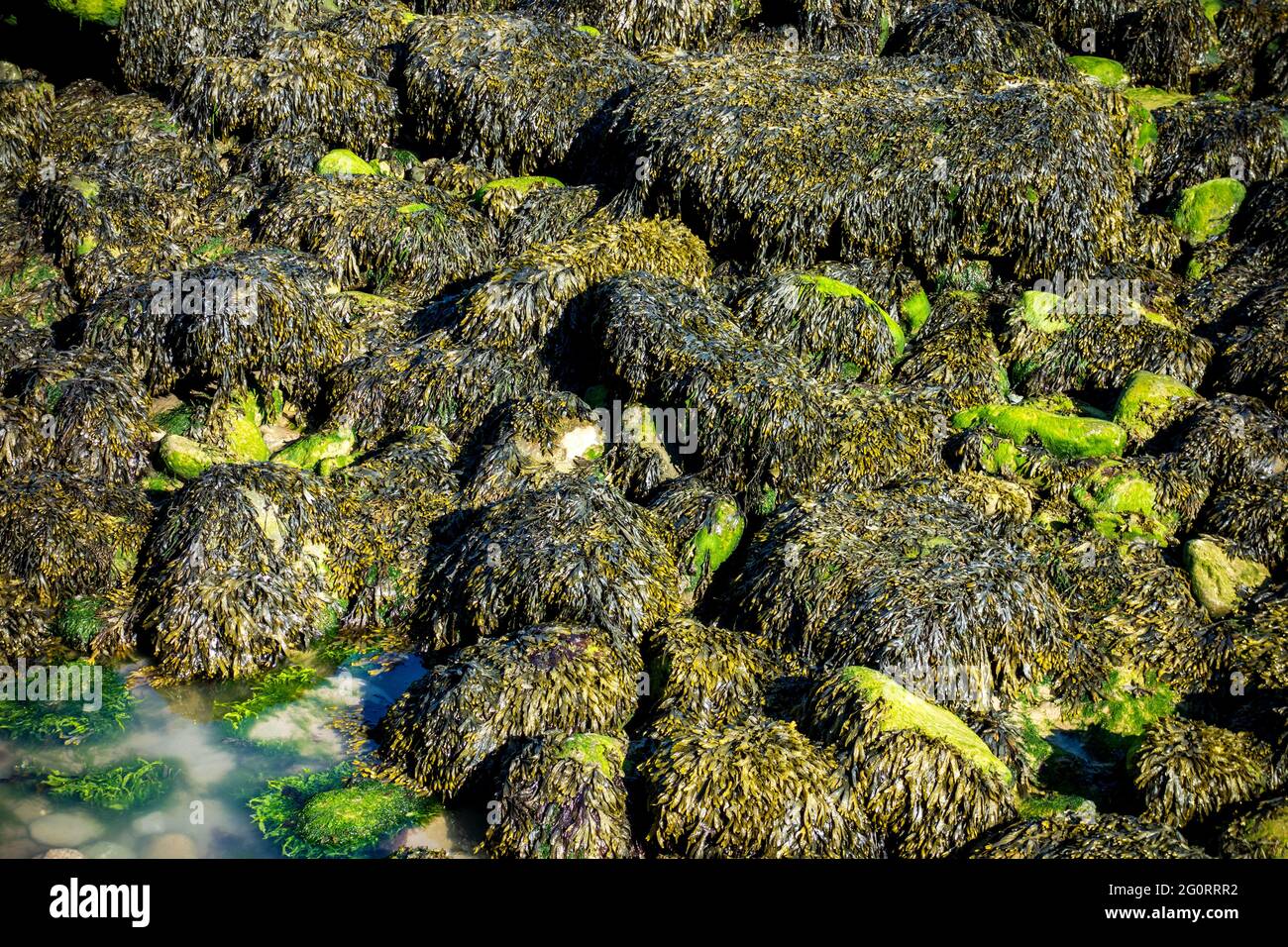 Rocks pools covered in green seaweed Stock Photo - Alamy