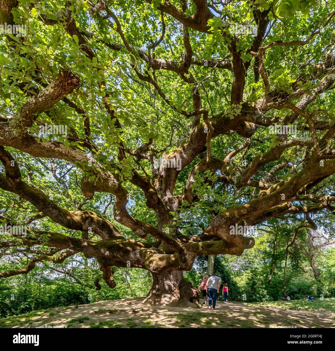 Beautiful huge oak tree hi-res stock photography and images - Alamy