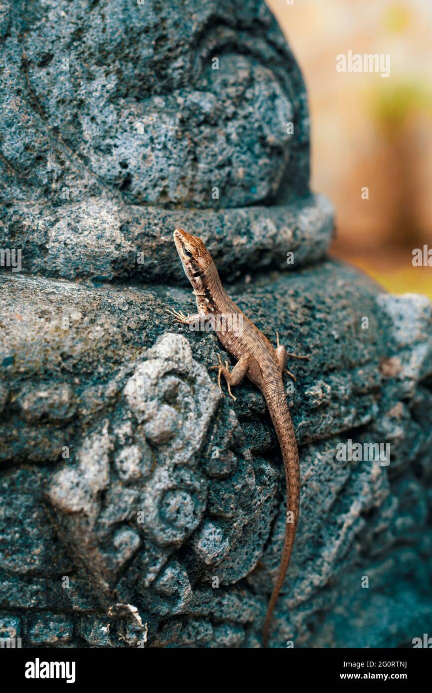 Macro photo of Podarcis Muralis, also known as European Wall lizard on ...
