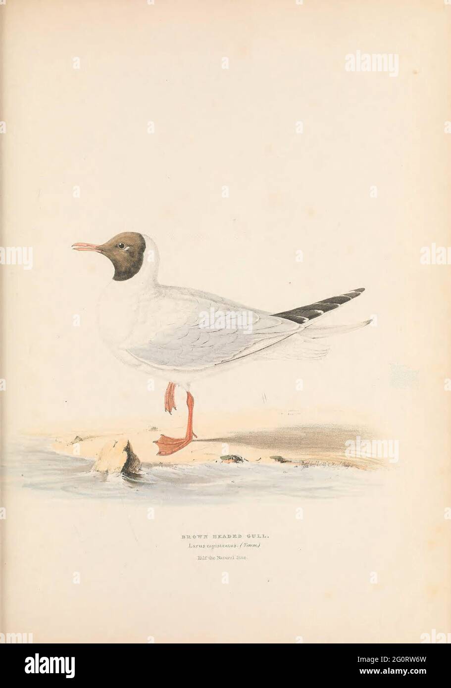 British wildlife illustrations hi-res stock photography and images - Alamy