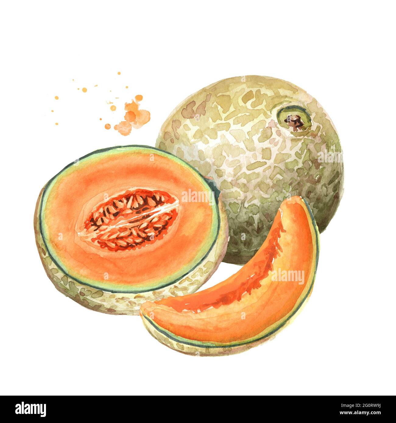 Whole, half and sliced cantaloupe melon. Watercolor hand drawn ...