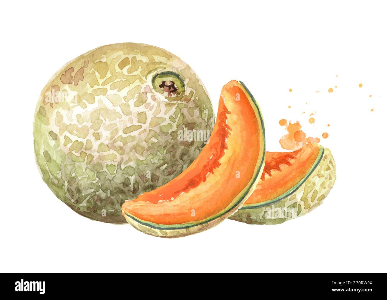 Whole and sliced cantaloupe melon. Watercolor hand drawn illustration ...