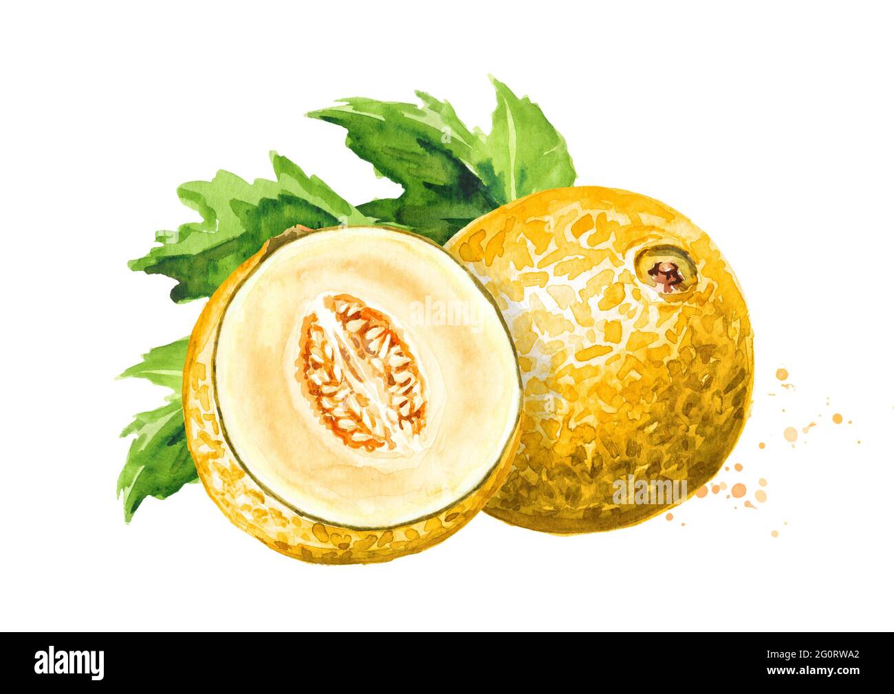 Whole and cut melon with leaves. Watercolor hand drawn illustration ...