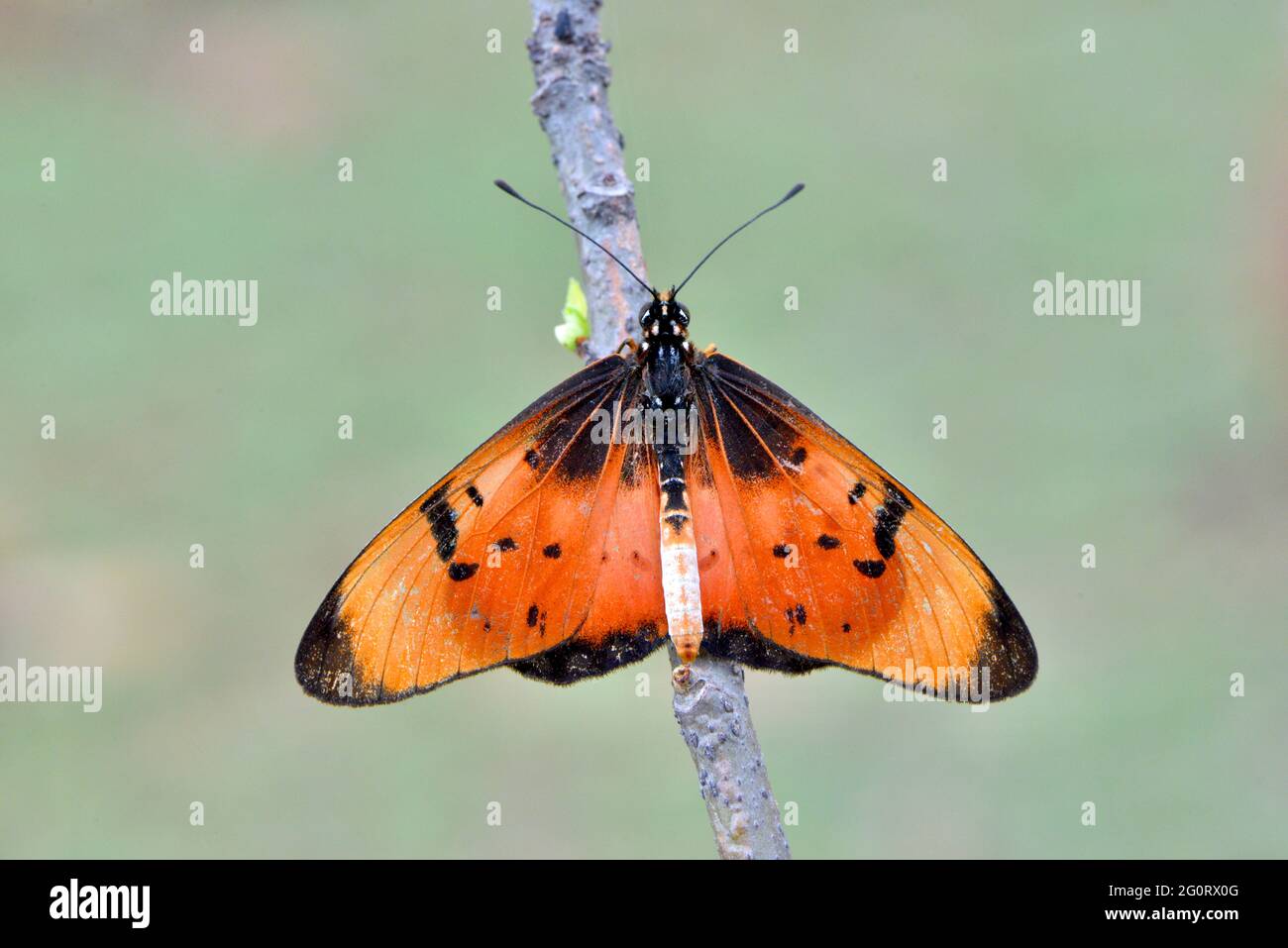 Acrea butterfly hi-res stock photography and images - Alamy