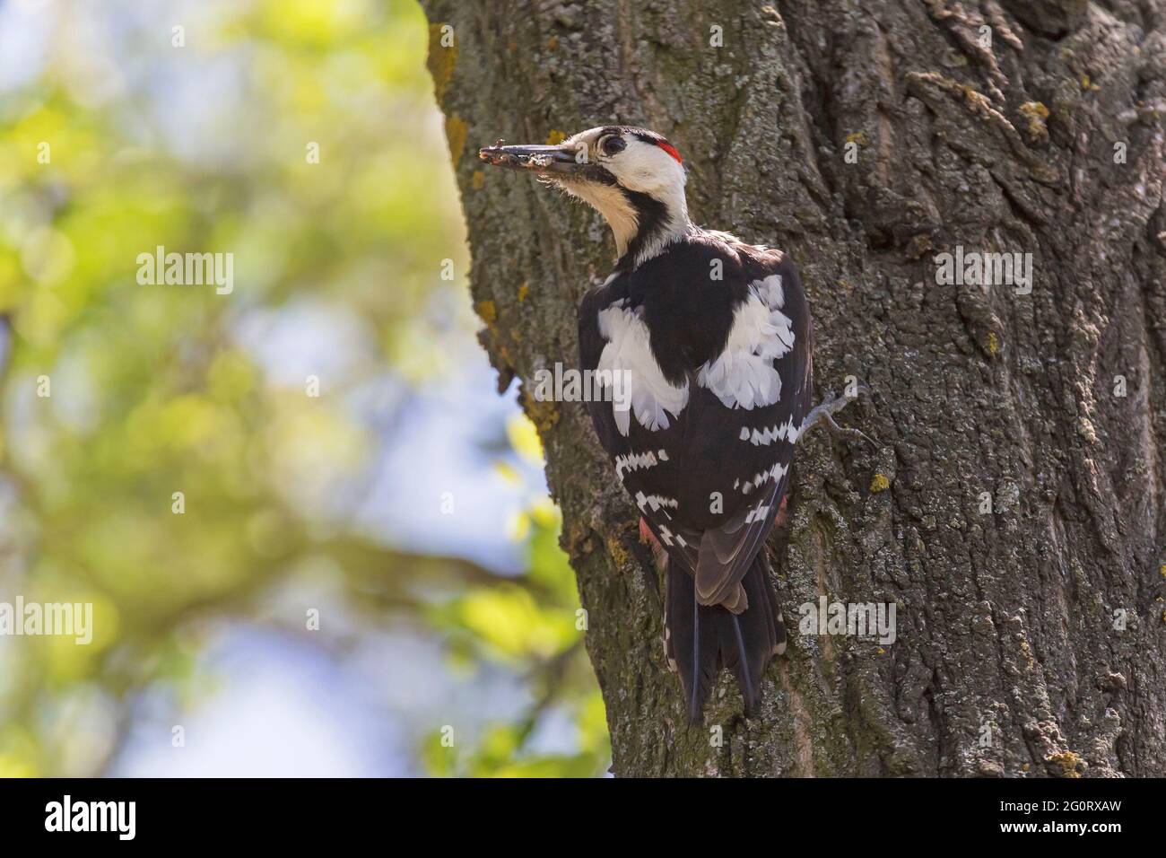 close up of woodpecker sitting on trunk of tree Stock Photo - Alamy