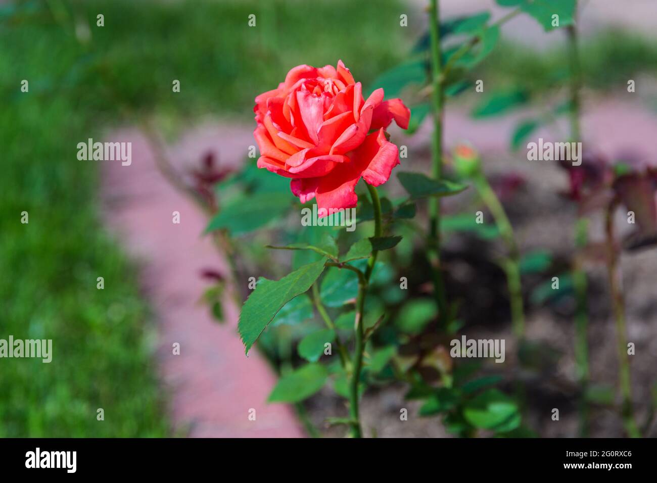 Rose coral hi-res stock photography and images - Alamy
