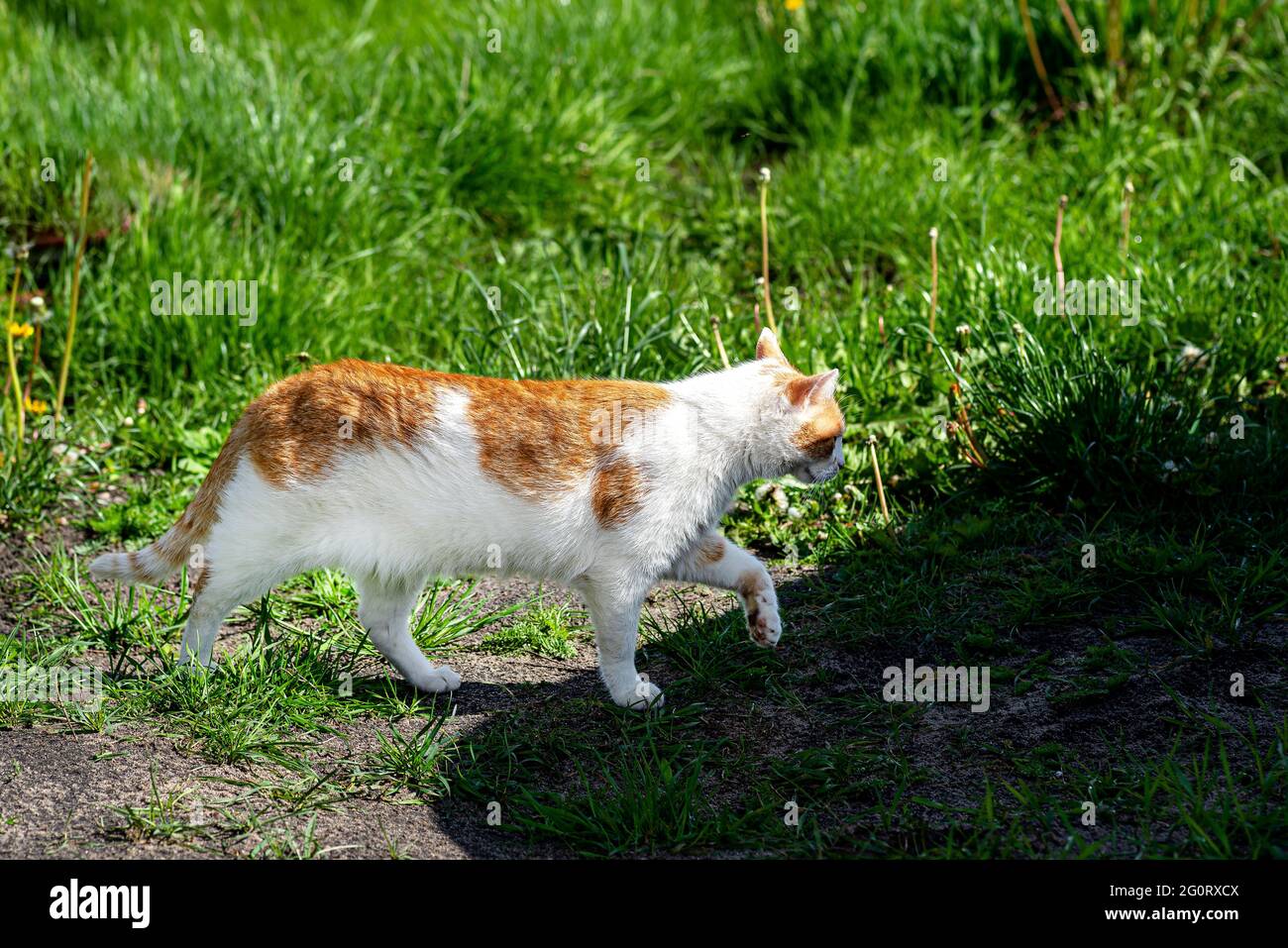 Young red white kitten in grass hi-res stock photography and images - Alamy