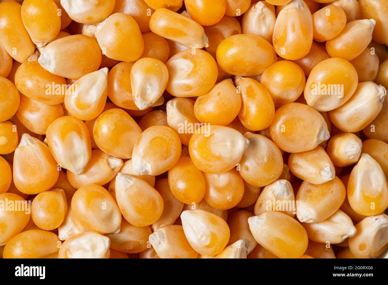 Yellow Corn Corn Scattered Background Stock Photo - Alamy