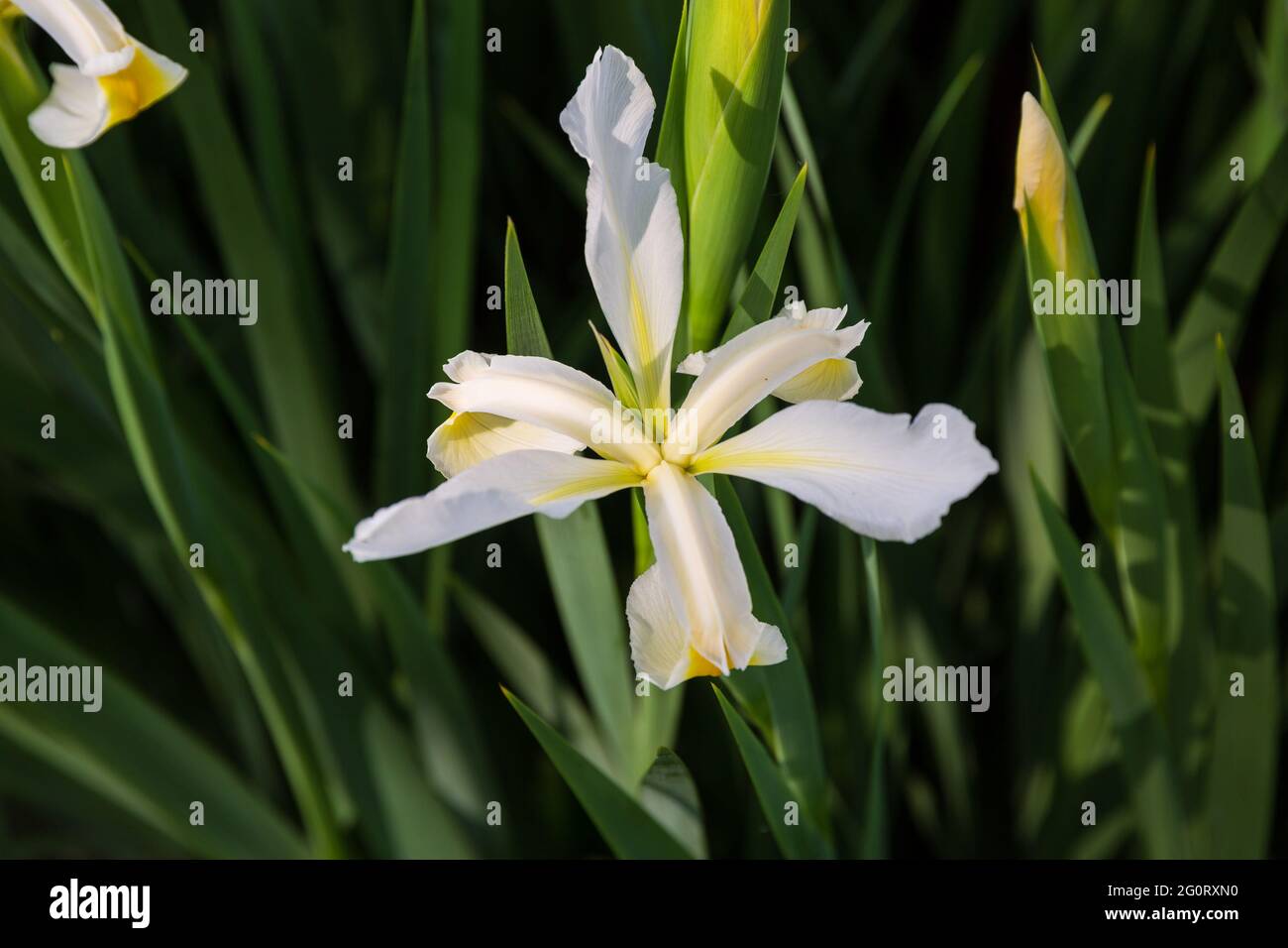 White iris hi-res stock photography and images - Alamy