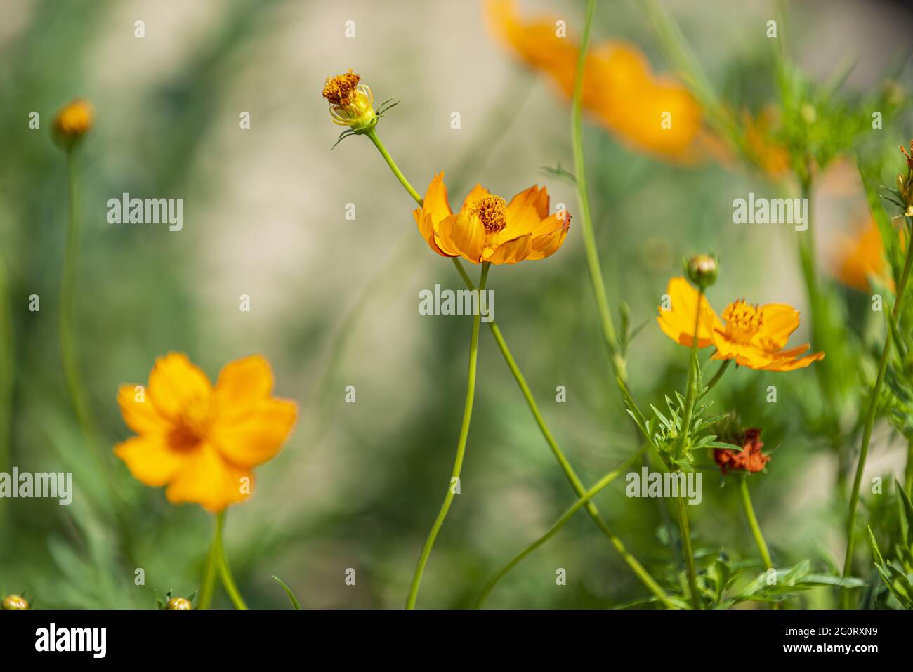 Yelow color hi-res stock photography and images - Alamy