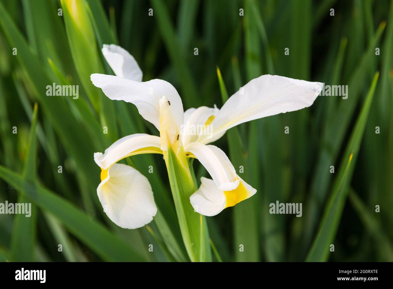 White iris hi-res stock photography and images - Alamy