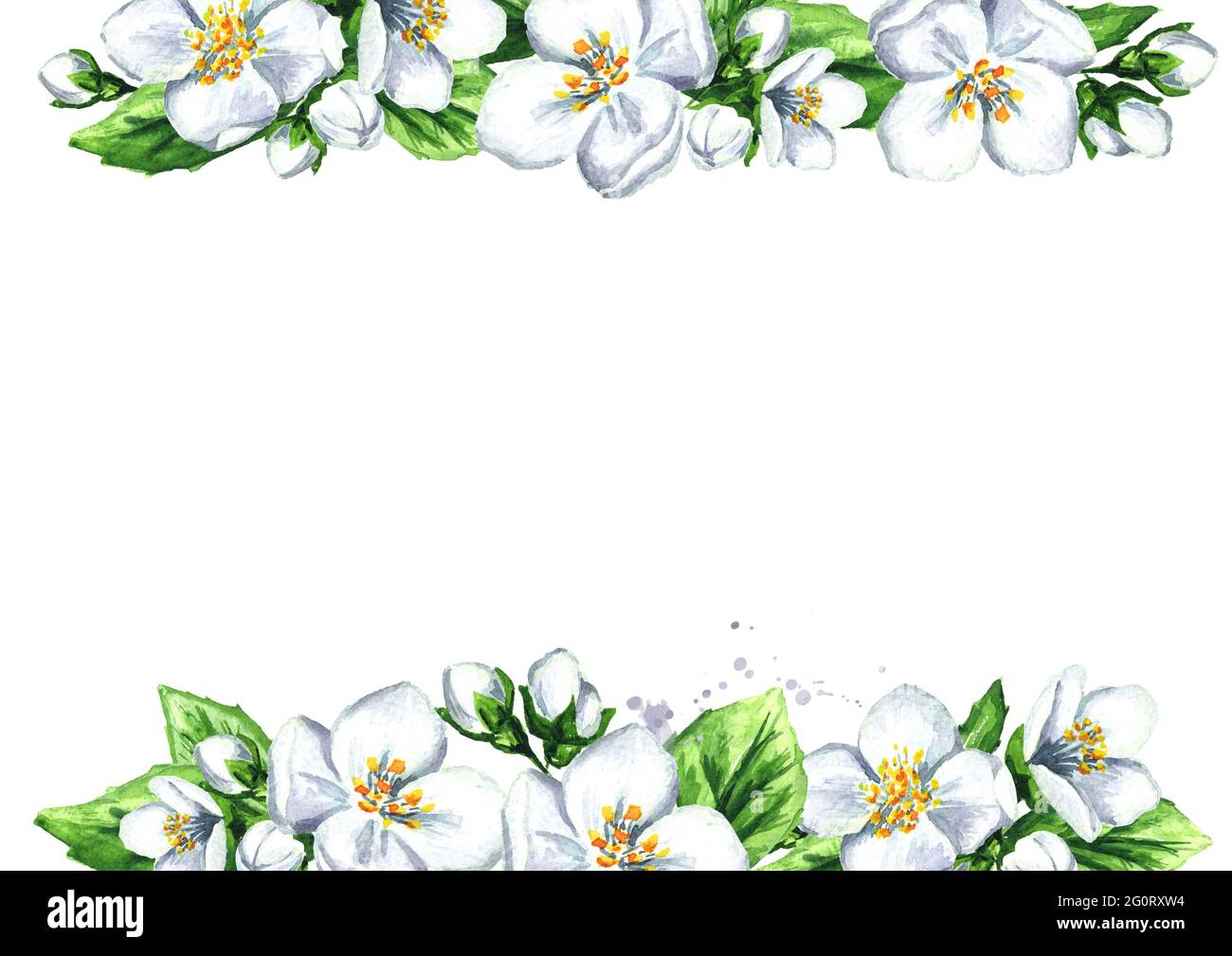 White jasmine template. Watercolor hand drawn illustration, isolated on ...