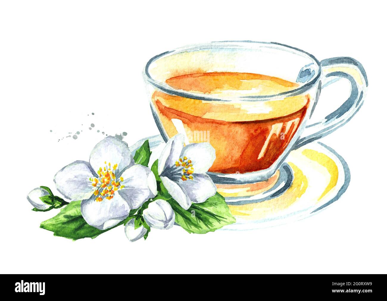 Jasmine tea and jasmine flowers. Watercolor hand drawn illustration ...