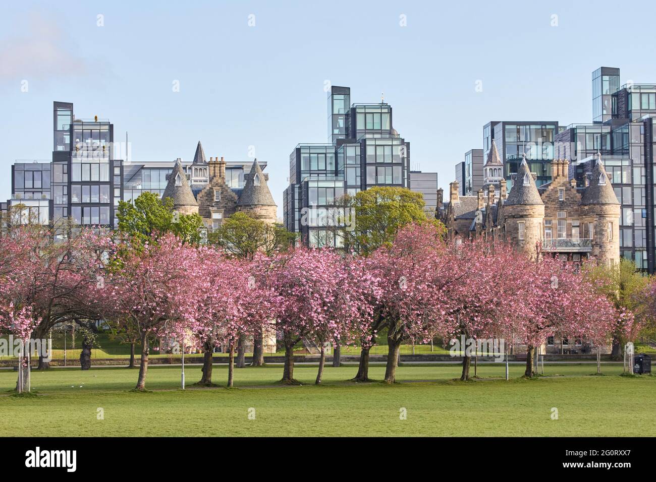 Meadows Edinburgh, Scotland - Cherry trees spring blossom Stock Photo ...