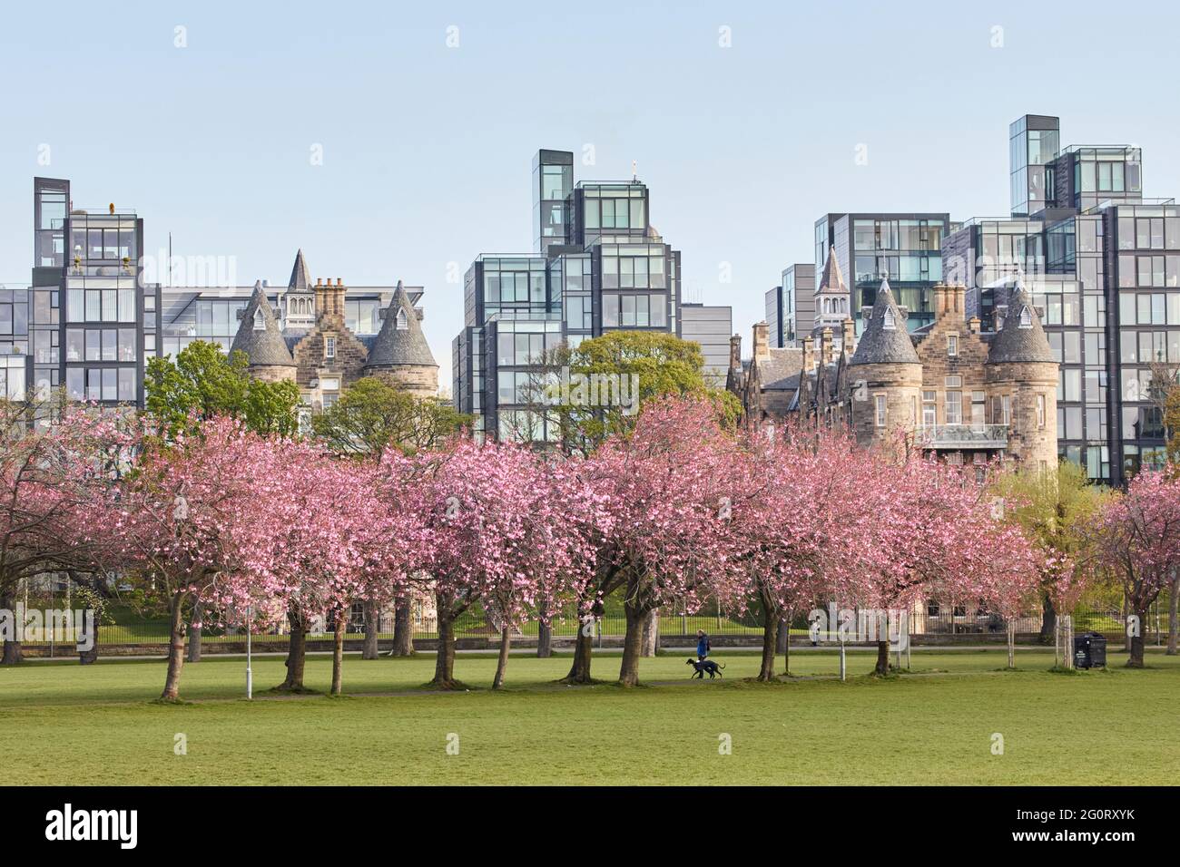 Meadows Edinburgh, Scotland - Cherry trees spring blossom Stock Photo ...