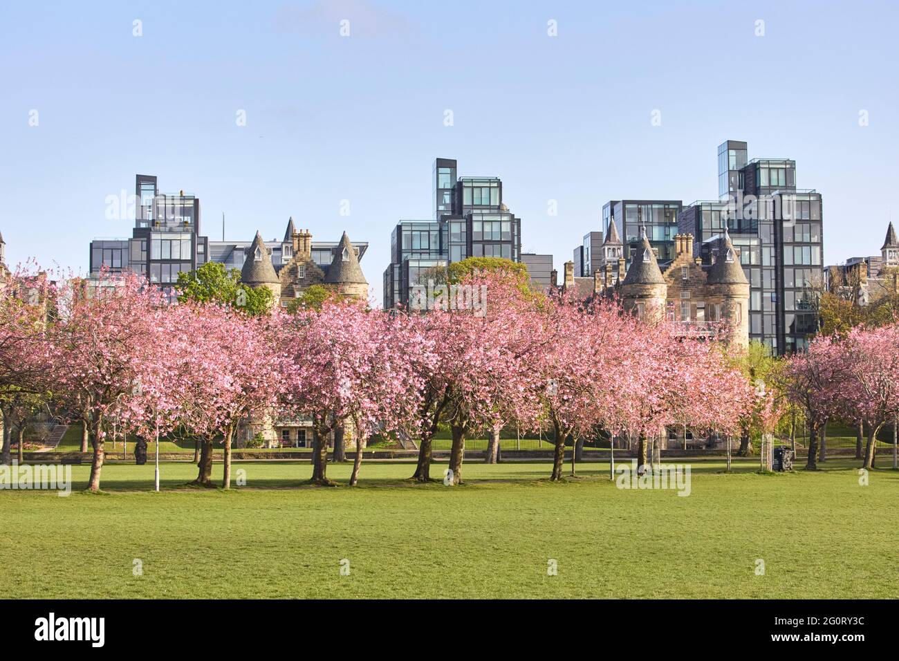 Meadows Edinburgh, Scotland - Cherry trees spring blossom Stock Photo ...