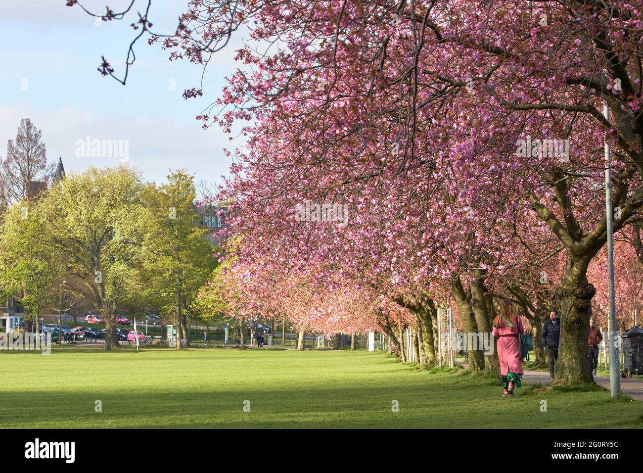 Meadows Edinburgh, Scotland - Cherry trees spring blossom Stock Photo - Alamy