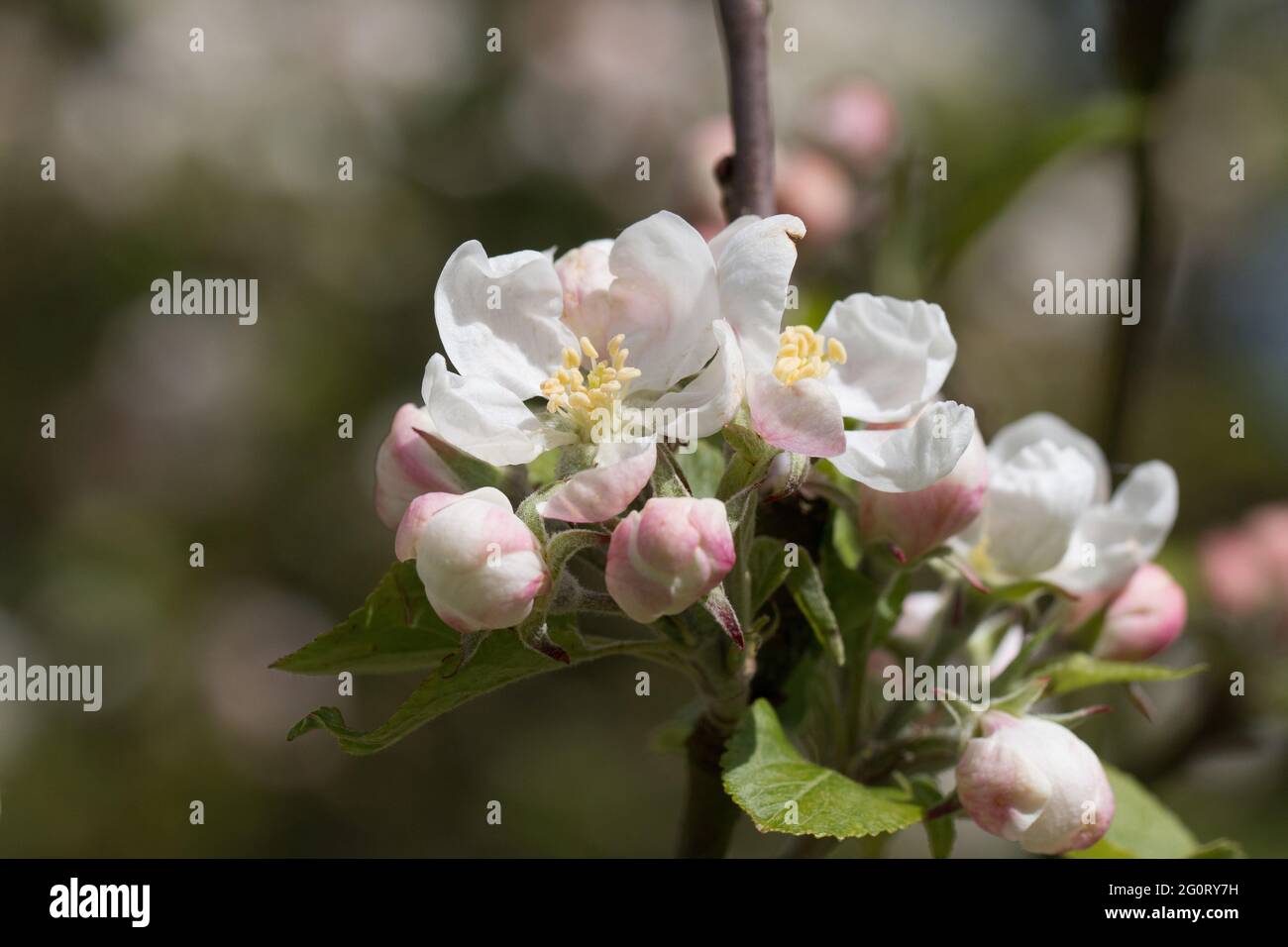 Discovery apple tree hi-res stock photography and images - Alamy