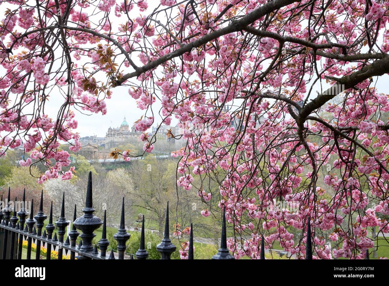Princes street Edinburgh, Scotland - Cherry trees spring blossom Stock ...