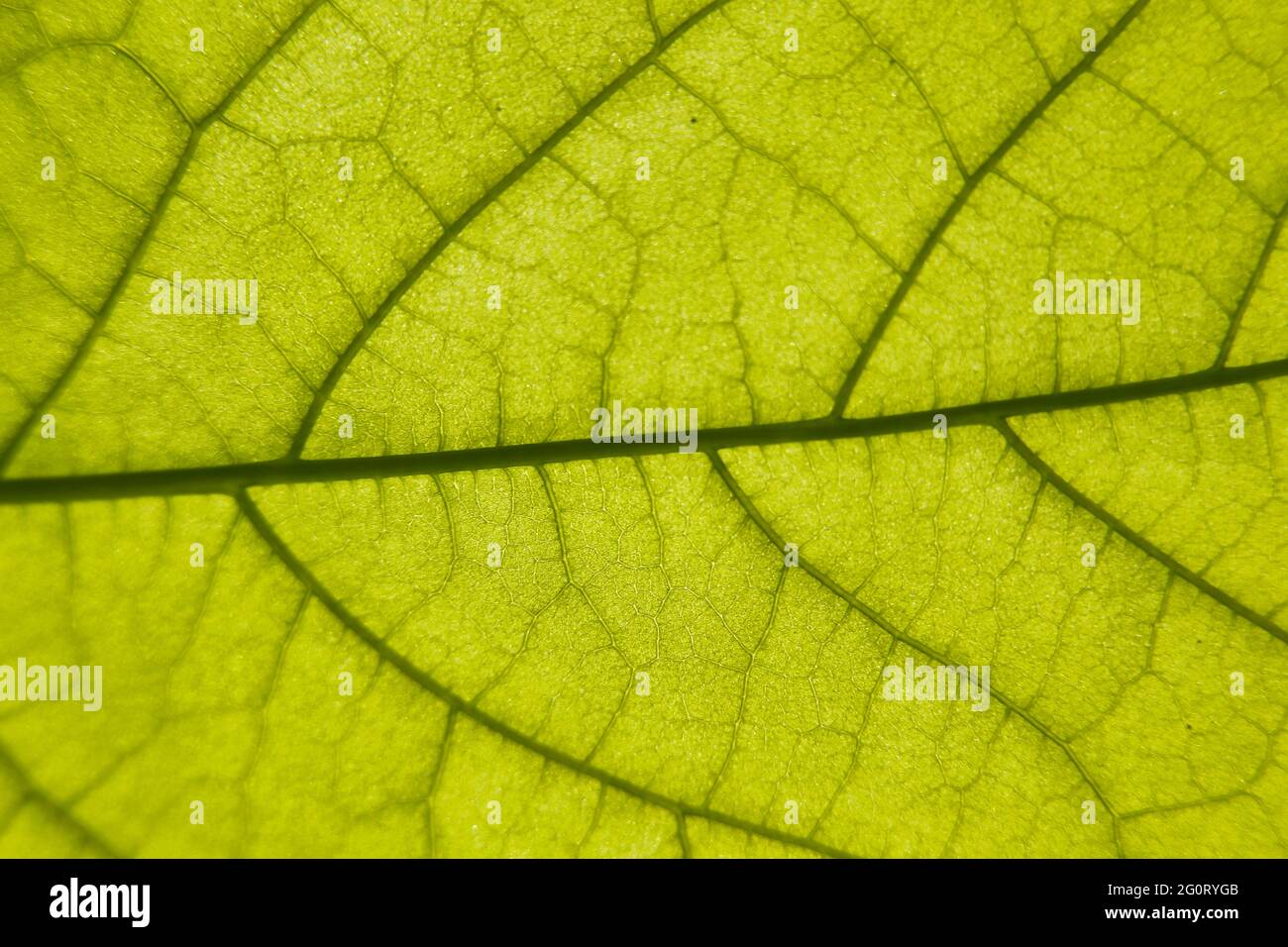 Macro Structure of a leaf Stock Photo - Alamy
