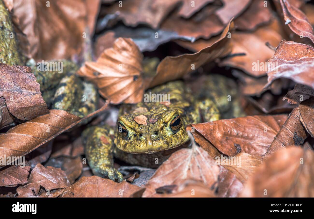 Pile of frogs hi-res stock photography and images - Alamy