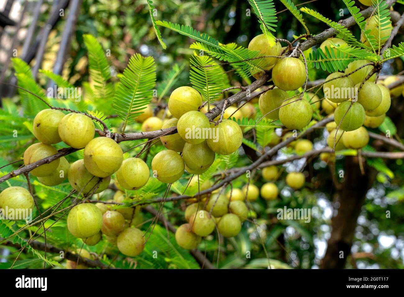 Phyllanthus emblicaorchard hi-res stock photography and images - Alamy