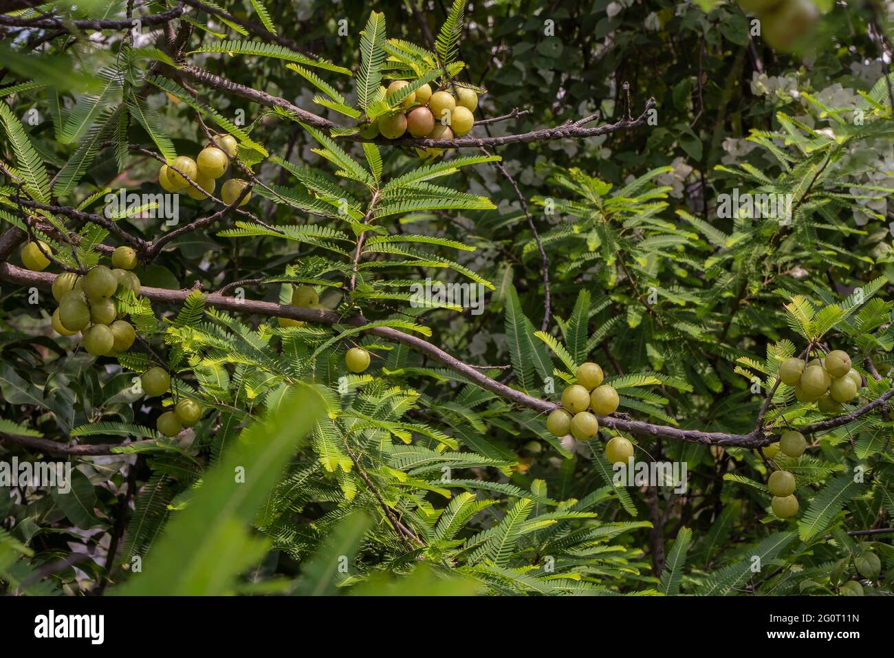 Close up showing bunch of Indian Gooseberry Amla,Phyllanthus Emblica ...