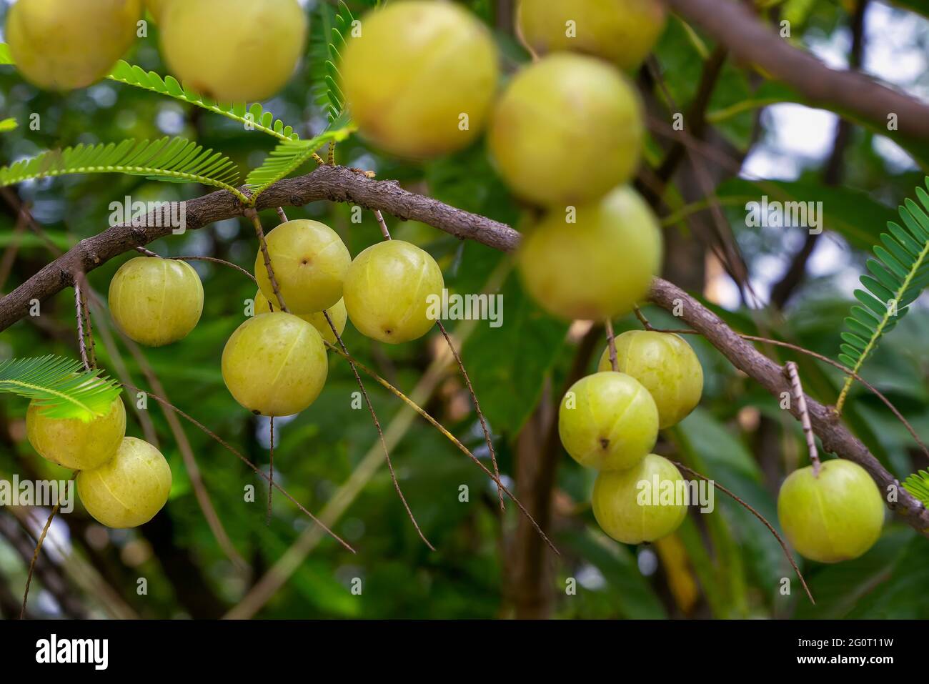 Phyllanthus emblicaorchard hi-res stock photography and images - Alamy