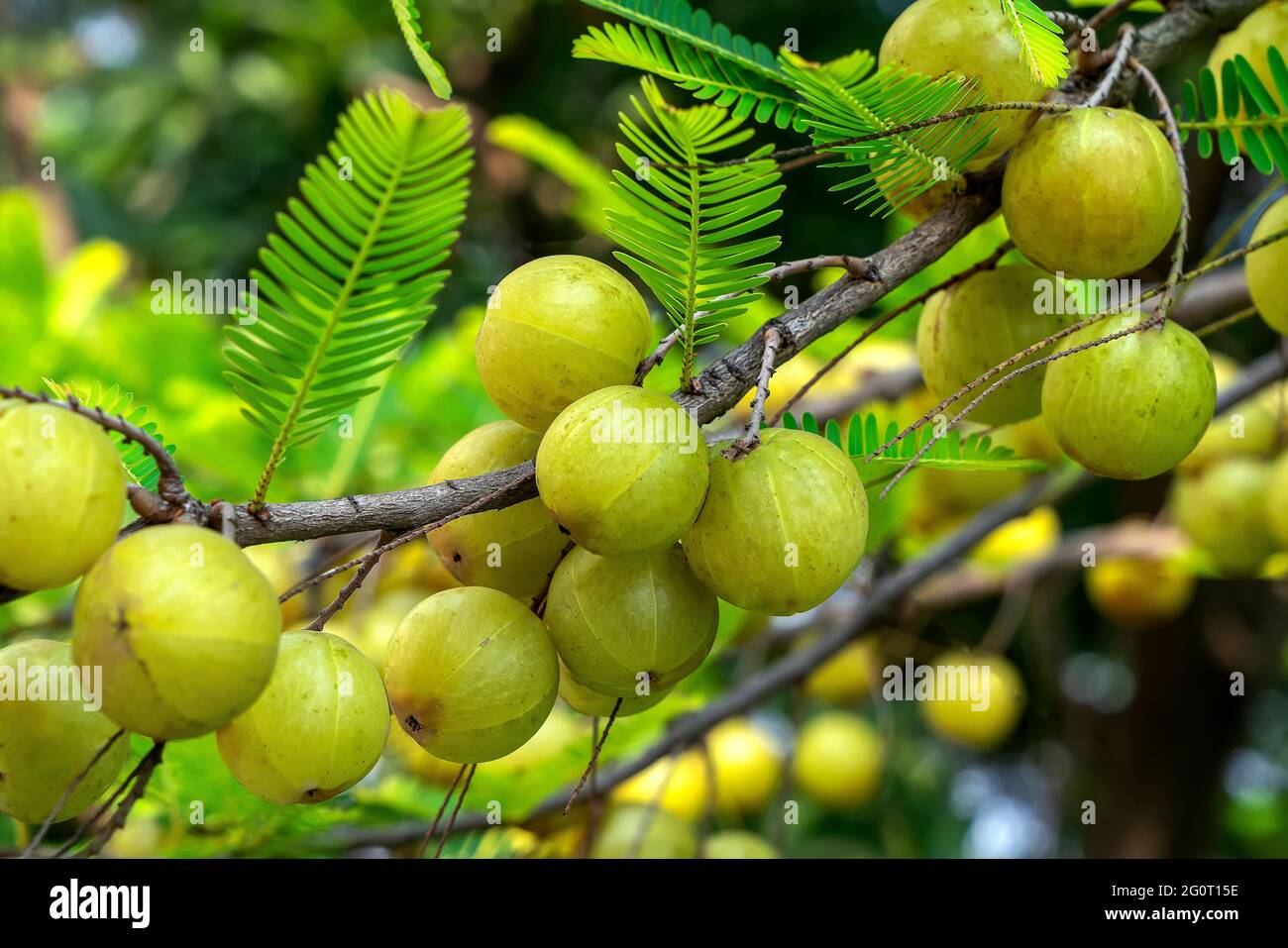 Indian Gooseberry