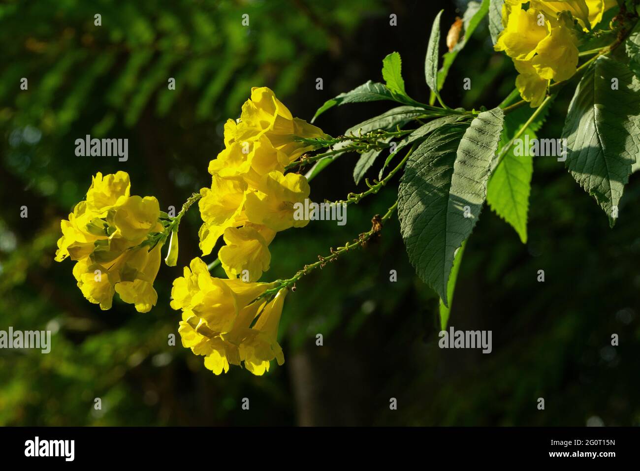 Yellow elder hi-res stock photography and images - Alamy
