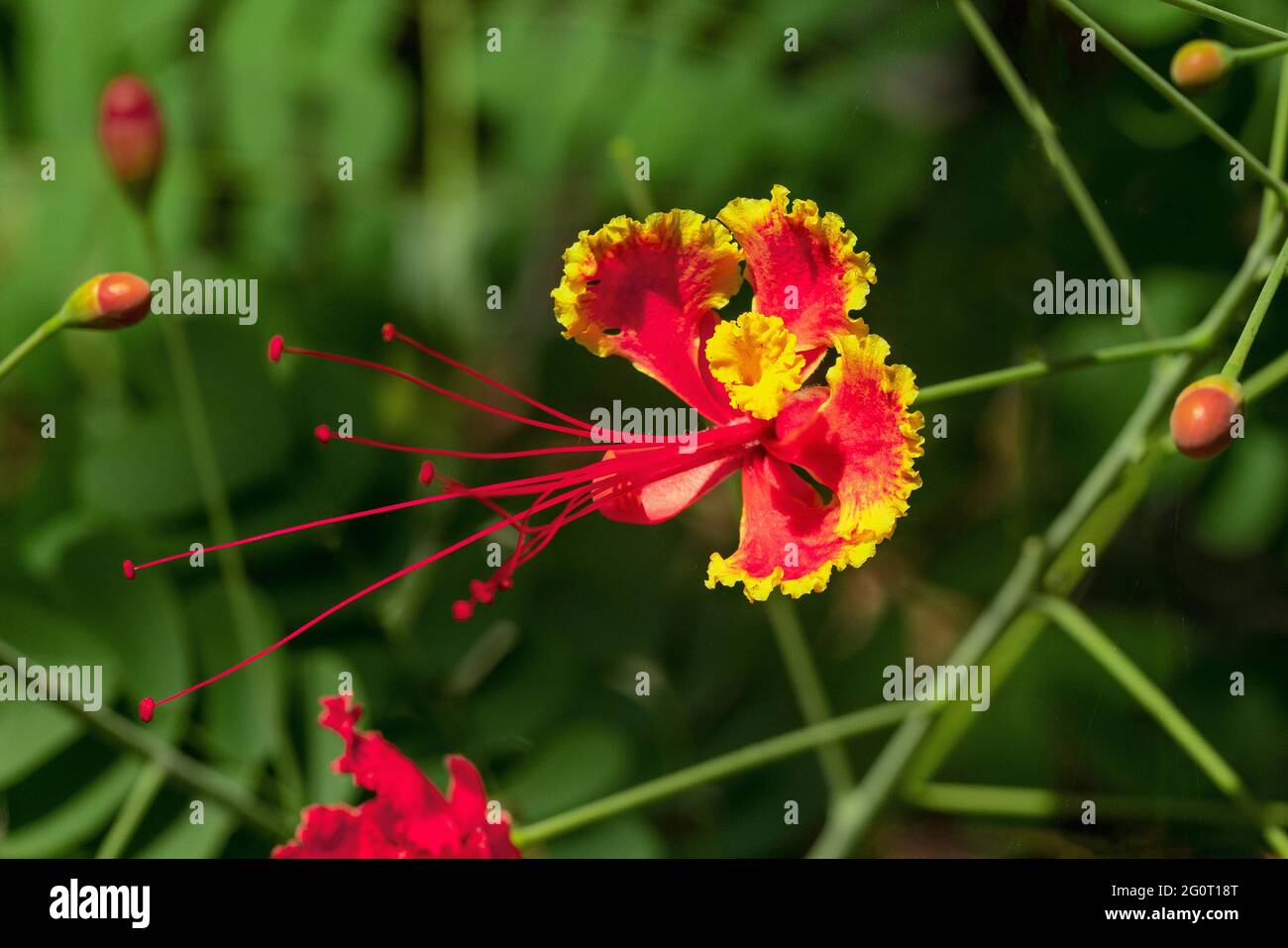 Yellow peacock hi-res stock photography and images - Alamy