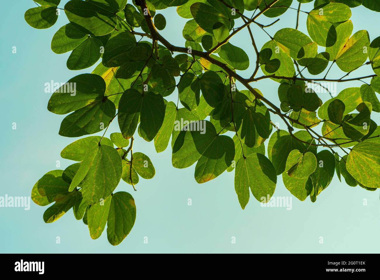 Low angle closeup of Sonapatti , Kachnar, Bauhinia Racemosa Tree leaves ...