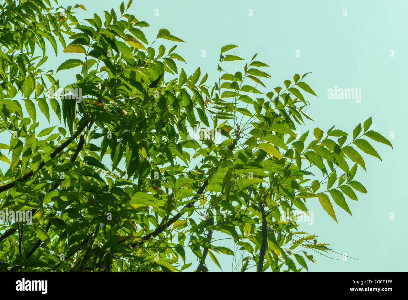 Low angle close up showing Neem , Azadirachta Indica tree leaves and ...