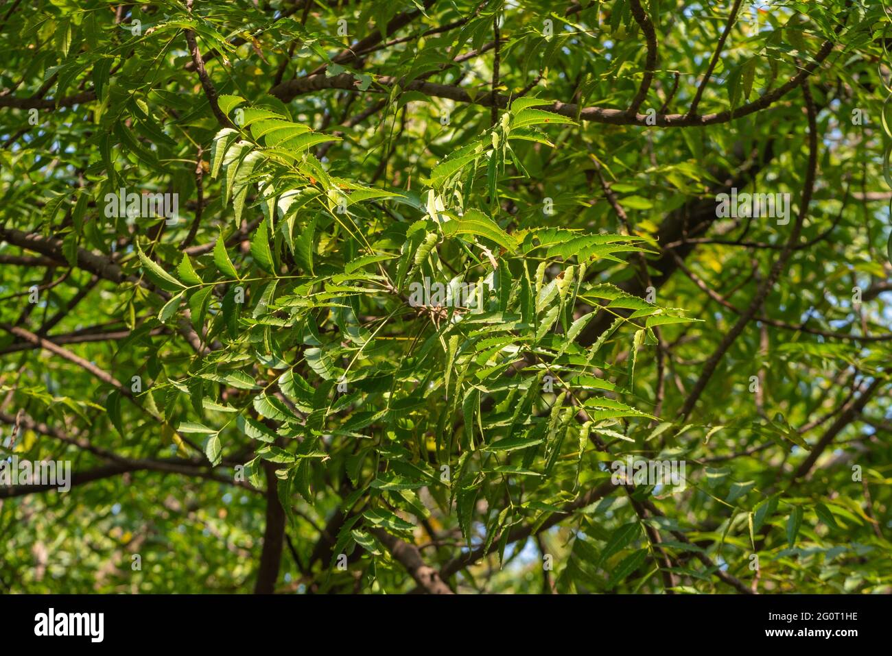 Low angle close up showing Neem, Azadirachta Indica tree leaves and ...