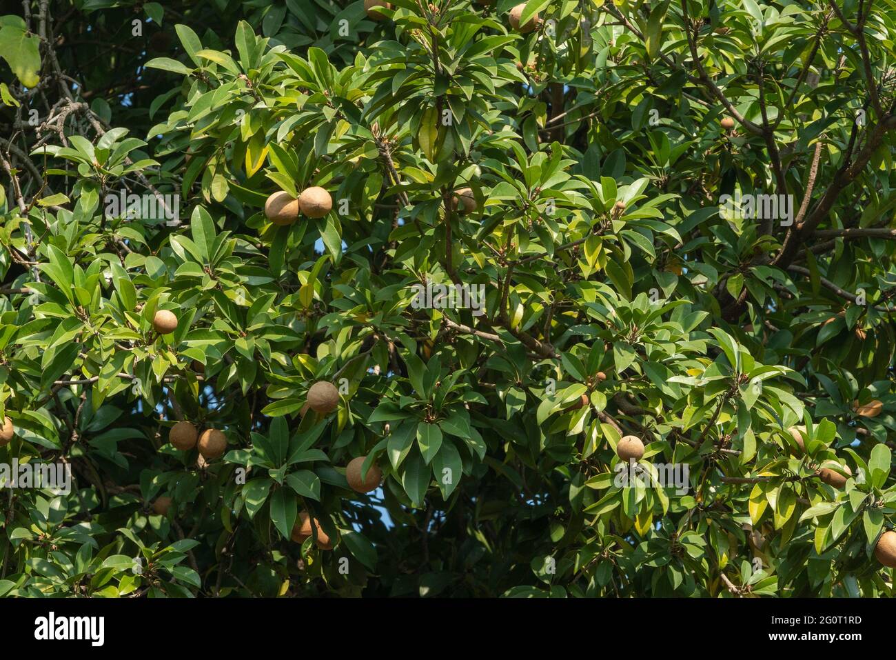 Sapodilla fruit benefits hi-res stock photography and images - Alamy