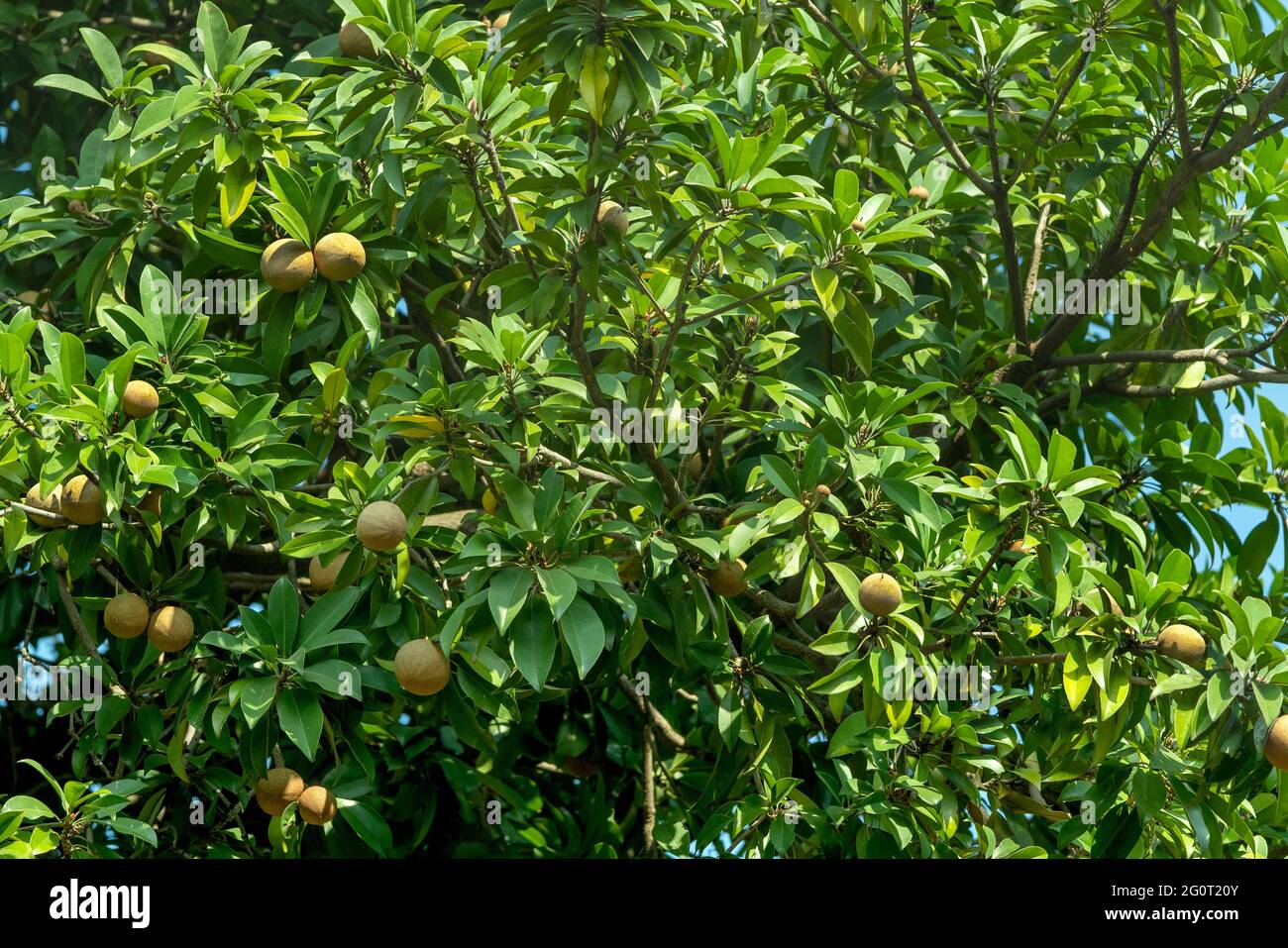 Close up view showing brown Chikoo, Manikara Zapota fruits growing ...