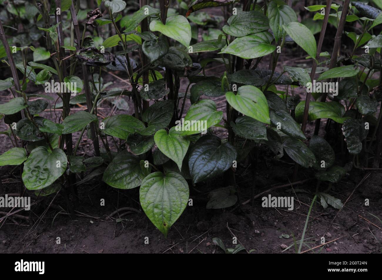 Betel leaf farming is a weather-sensitive crop. Farmers in Uttar ...