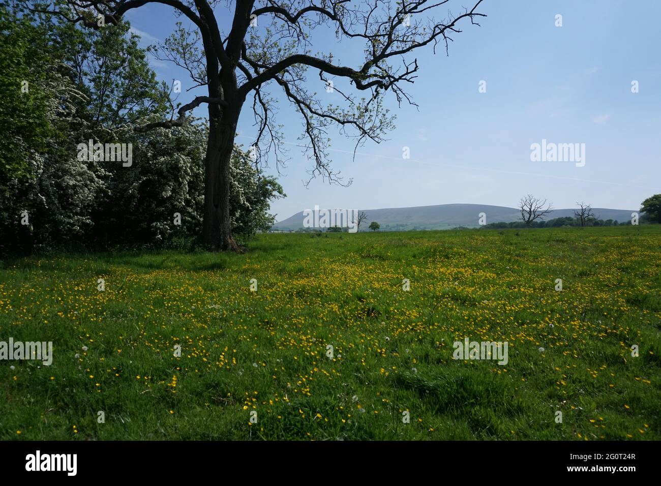 Early Summer Landscape Stock Photo - Alamy